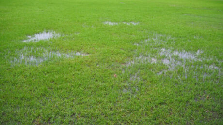 Gelbe Flecken im Rasen – So wirst du sie wieder los | MOOWY