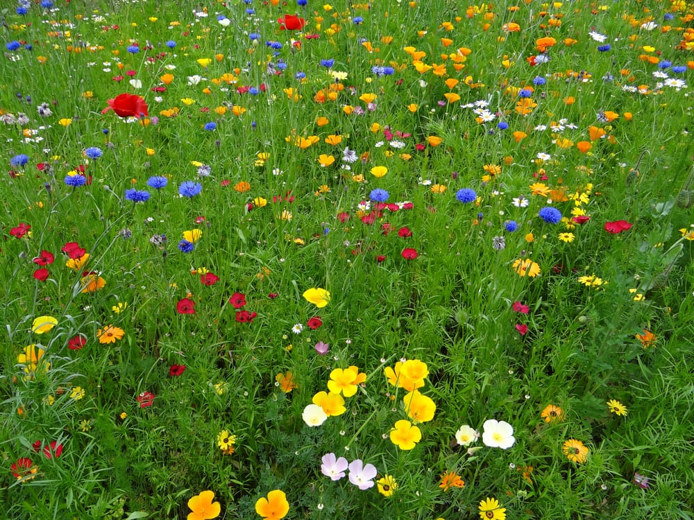 Vermehrt sich Rasen von selbst? | MOOWY