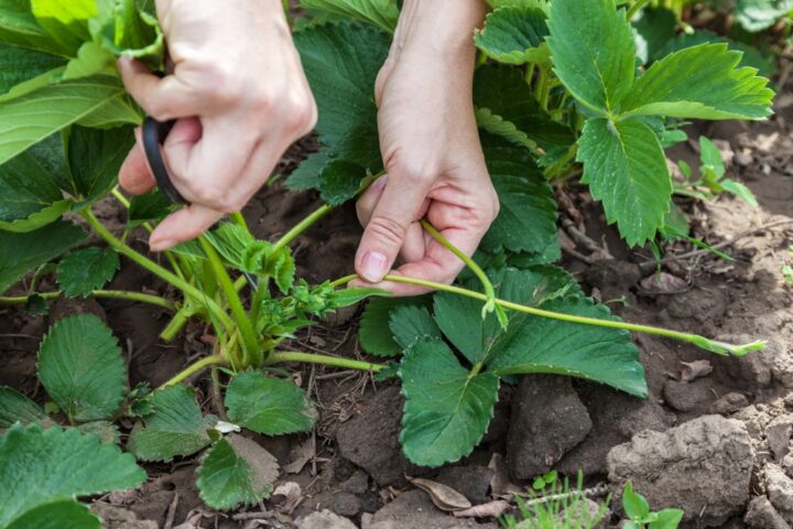 Erdbeeren Schneiden Vergessen